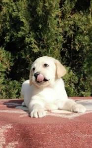 Labrador retriver