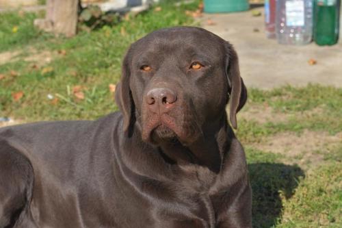 Labrador retriver