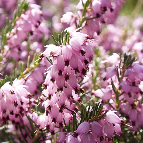 Erica Darleyensis Darley Dale - Vres