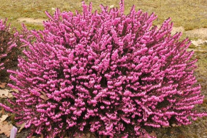 Erica Darleyensis Rubina - Vres