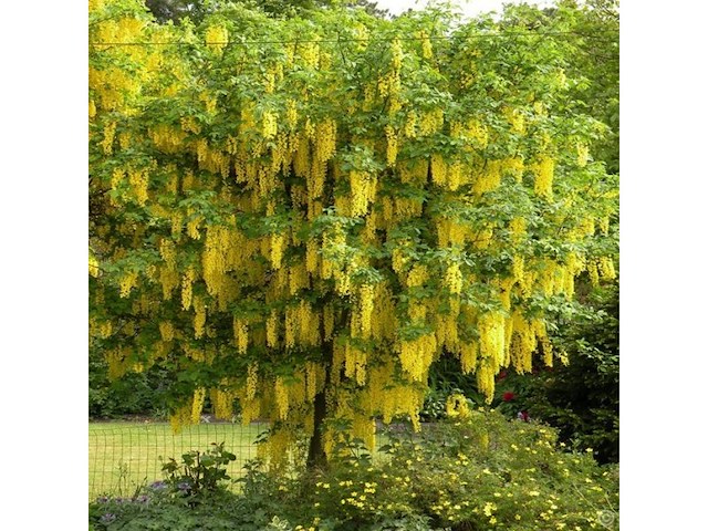 Zlatna kiša (Laburnum anagyroides) 1 sadnica od 30+ cm