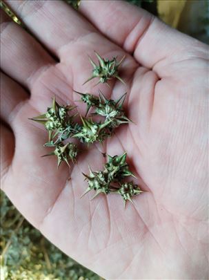 Babin zub(Tribulus terrestris) lekovito bilje