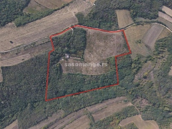 ORGANSKA plantaža 65000m2 lešnik