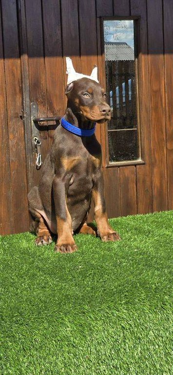 Doberman štenci Oštenjeni 01.08 Kupirani