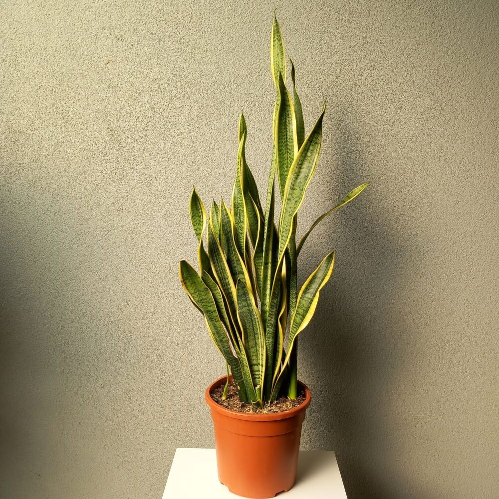 Sansevieria trifasciata Laurentii 100 cm