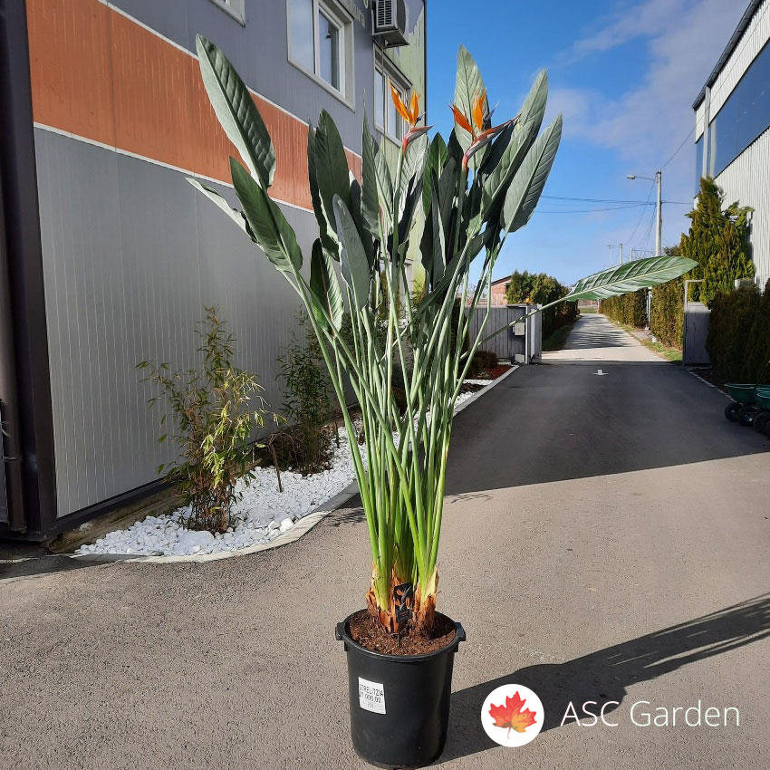 Strelitzia – Strelicija, Rajska ptica 140 cm