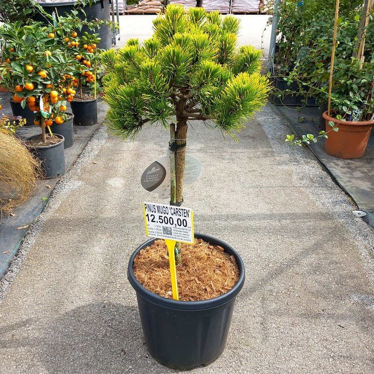 Pinus m. Carsten’s Winter Gold na štapu 70 cm (Žao nam je, proizvod nije na stanju. Očekujemo ga uskoro u ponudi)