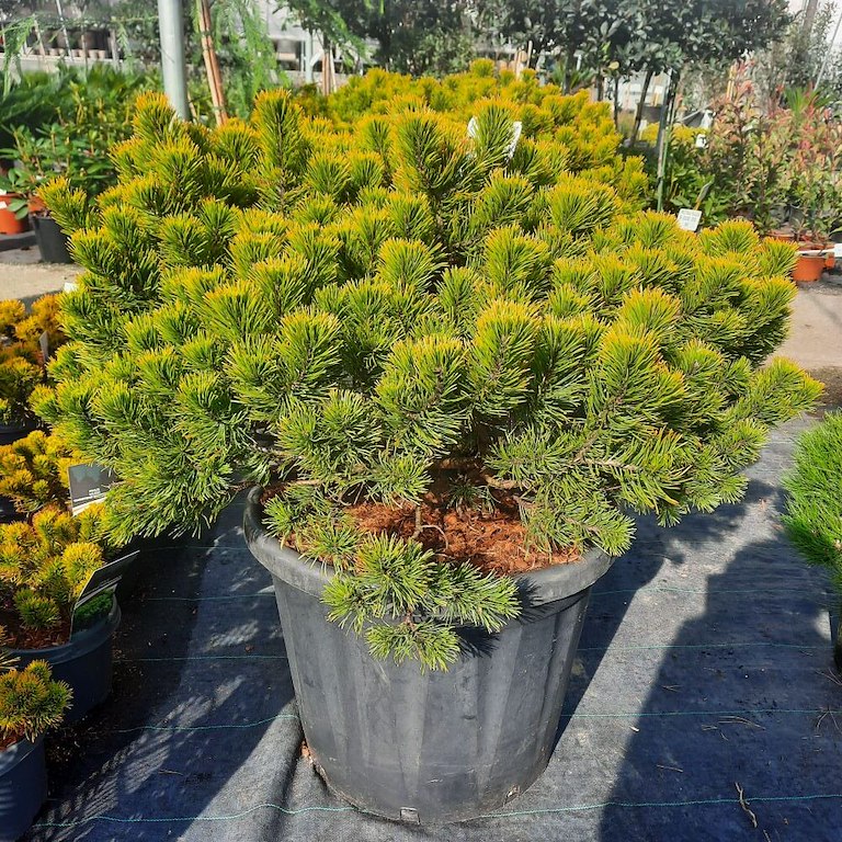 Pinus mugo ‘Carsten’s Winter Gold’ 100cm