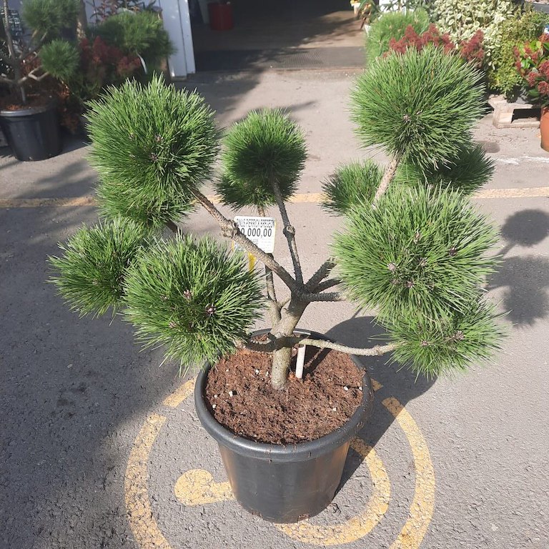 Pinus nigra Pierrick Bregeon 70 cm