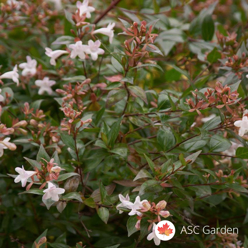 Abelia x Confetti 22 cm