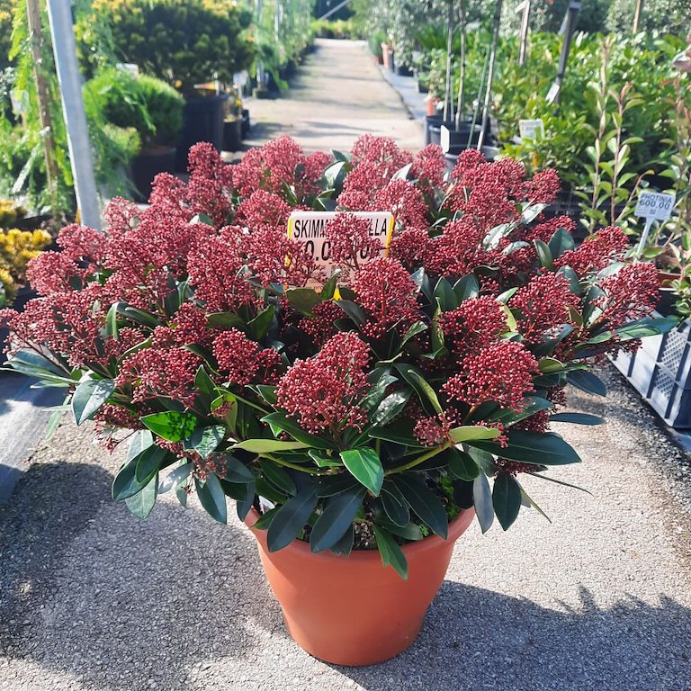 Skimmia japonica Rubella 50 cm