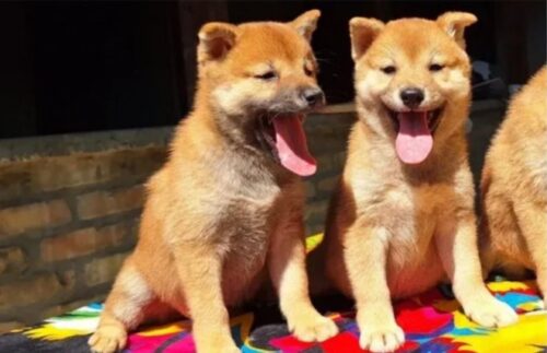 Shiba inu stenci