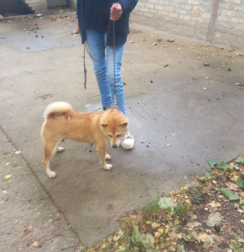 Shiba Inu Štenci