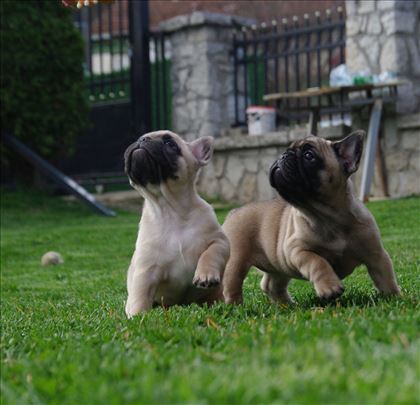 Francuski buldog, štene vrhunskog porekla