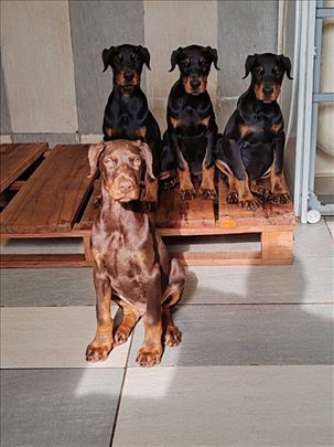 Doberman, štenad odlične krvne genetike