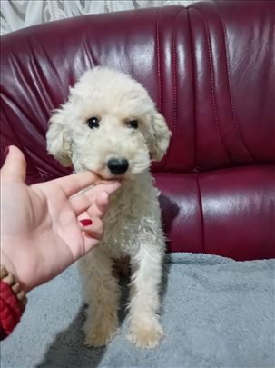 Maltipoo, štene