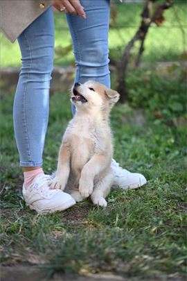 Akita inu štenci