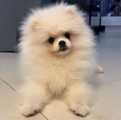 Pomeranac