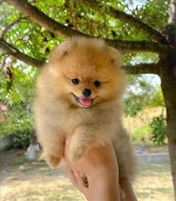 Pomeranac