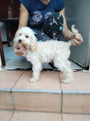 Mini maltipoo ženka