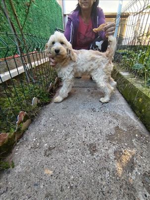 Labradoodle mužjak