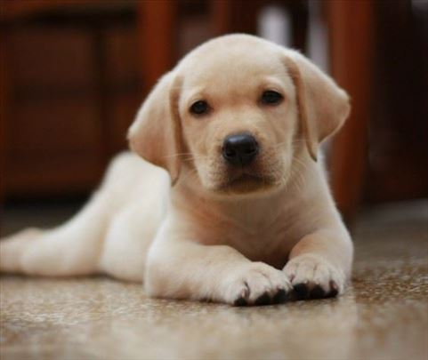 Labrador retriver štenci