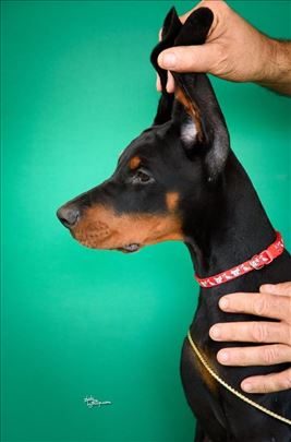 Doberman prelepi štenci