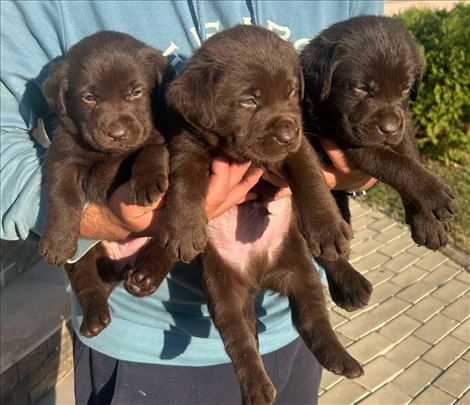 Labrador retriver, štene