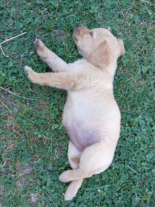 Labrador retriver, štene