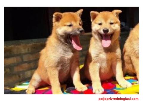 Shiba inu stenci