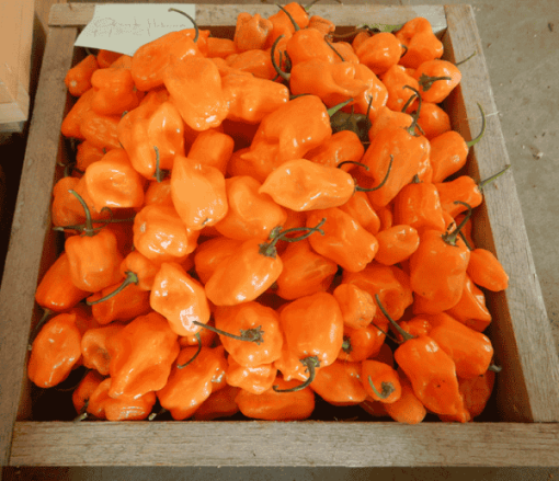 Habanero Orange