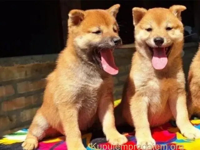 Shiba inu stenci