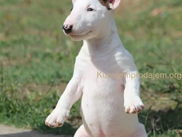 Mini Bull Terijer štenci