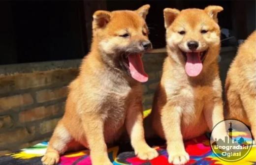 Shiba Inu prelepi stenci