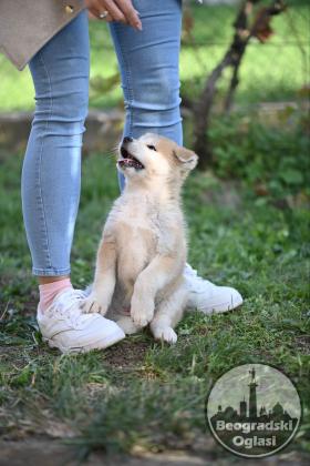 Akita inu stenci