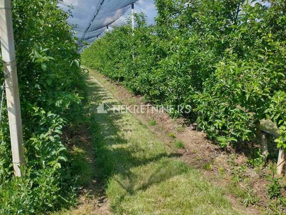 Vocnjak jabuka 3,5 Ha-HITNA PRODAJA ILI ZAMENA ZA ZEMLJISTE!