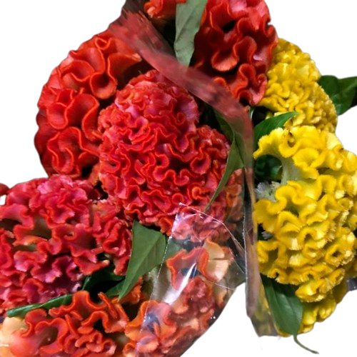 CELOSIA MIX