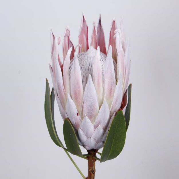 Protea King 50 cm