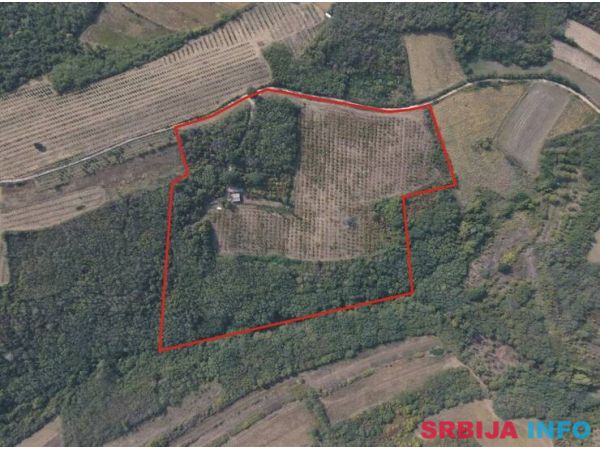 Organska Plantaža 65000 m2 Lešnik