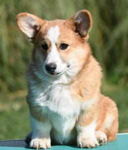 Velski korgi/Welsh Corgi Pembroke