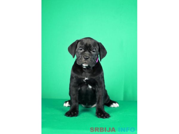 Cane Corso prelepi stenci