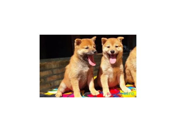 Shiba Inu prelepi stenci