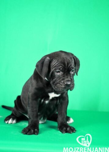 Cane Corso VRHUNSKI štenci