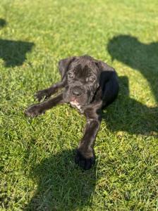 CANE CORSO ŠTENCI