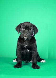 Cane Corso prelepi stenci