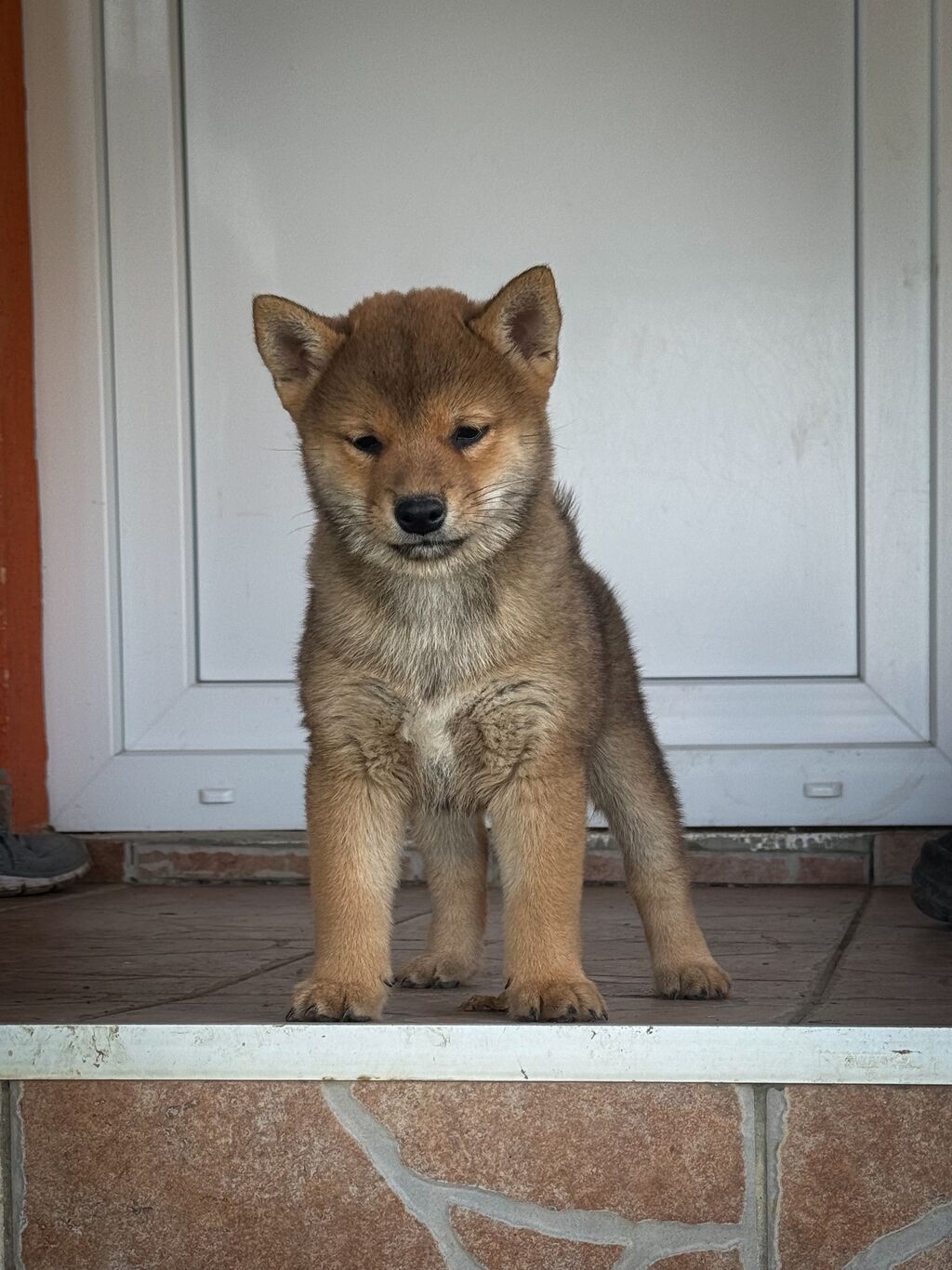 Odgajivacnica Kingdom of Gradac predstavlja novo leglo shiba inu