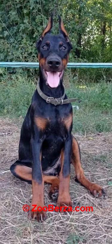 Doberman i Patuljasti pinc štenci