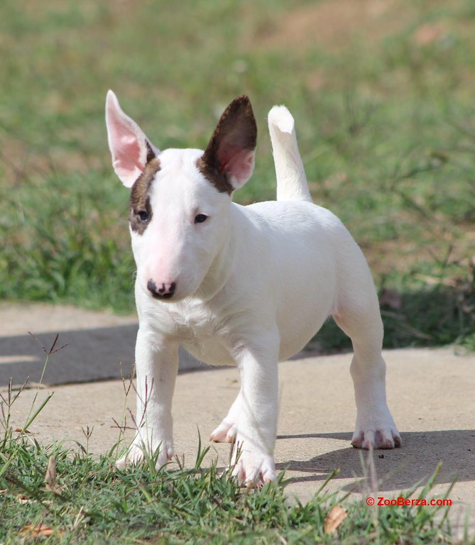 Mini Bull Terijer prelepi štenci