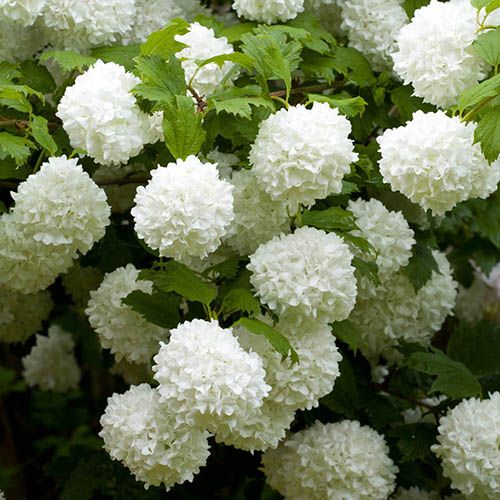 Viburnum Opulus Roseum - Viburnum