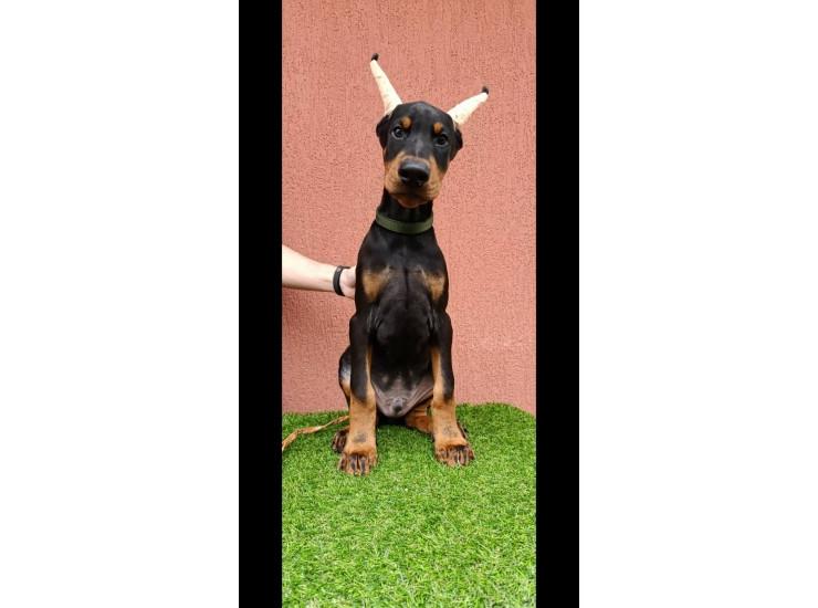 Štenci dobermana